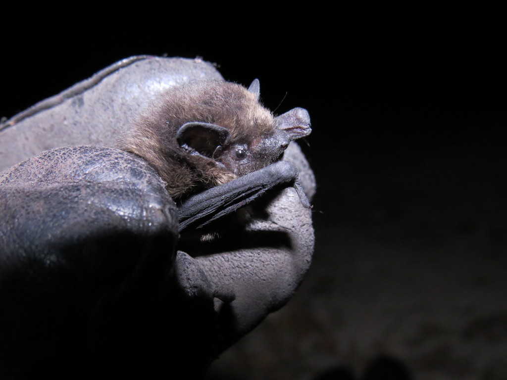 Common Pipistrelle from Prades-le-Lez, France on July 15, 2015 at 02:14 ...