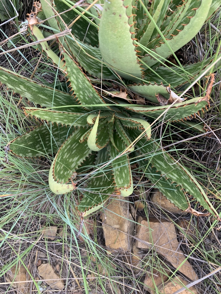 spotted aloe from GP, ZA on January 01, 2021 at 01:21 PM by athol ...