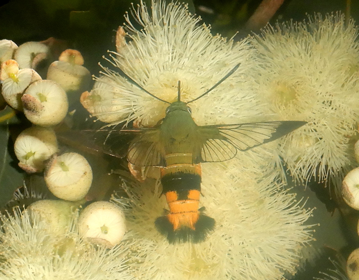 Cephonodes kingii MacLeay