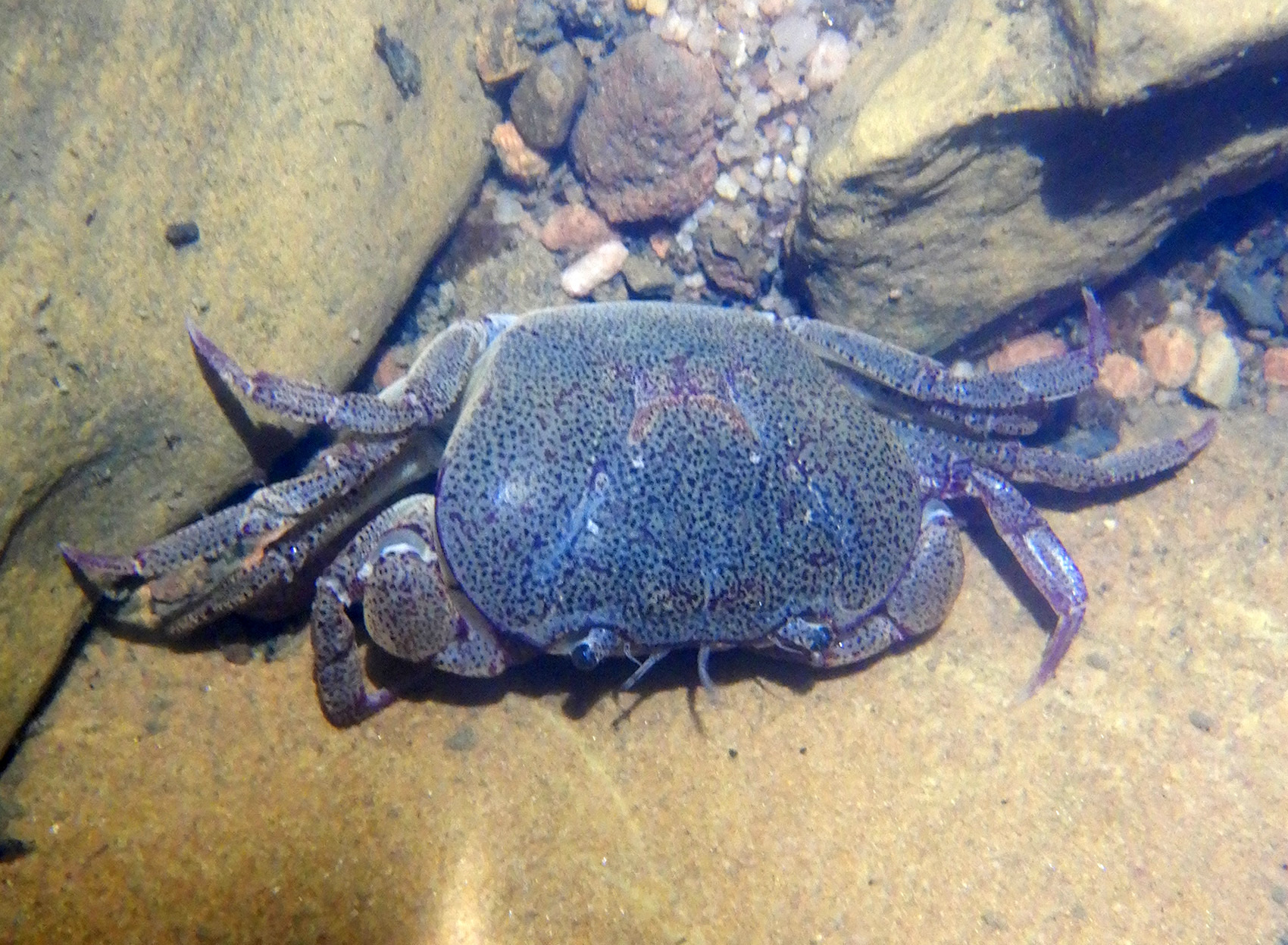 Austrothelphusa transversa (von Martens, 1868)