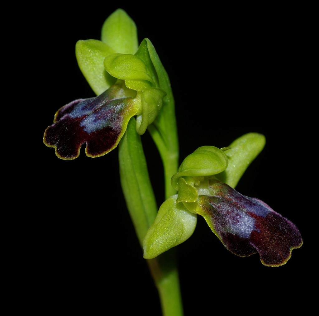 Marble Bee-Orchid (Orchidaceae La Rioja) · iNaturalist