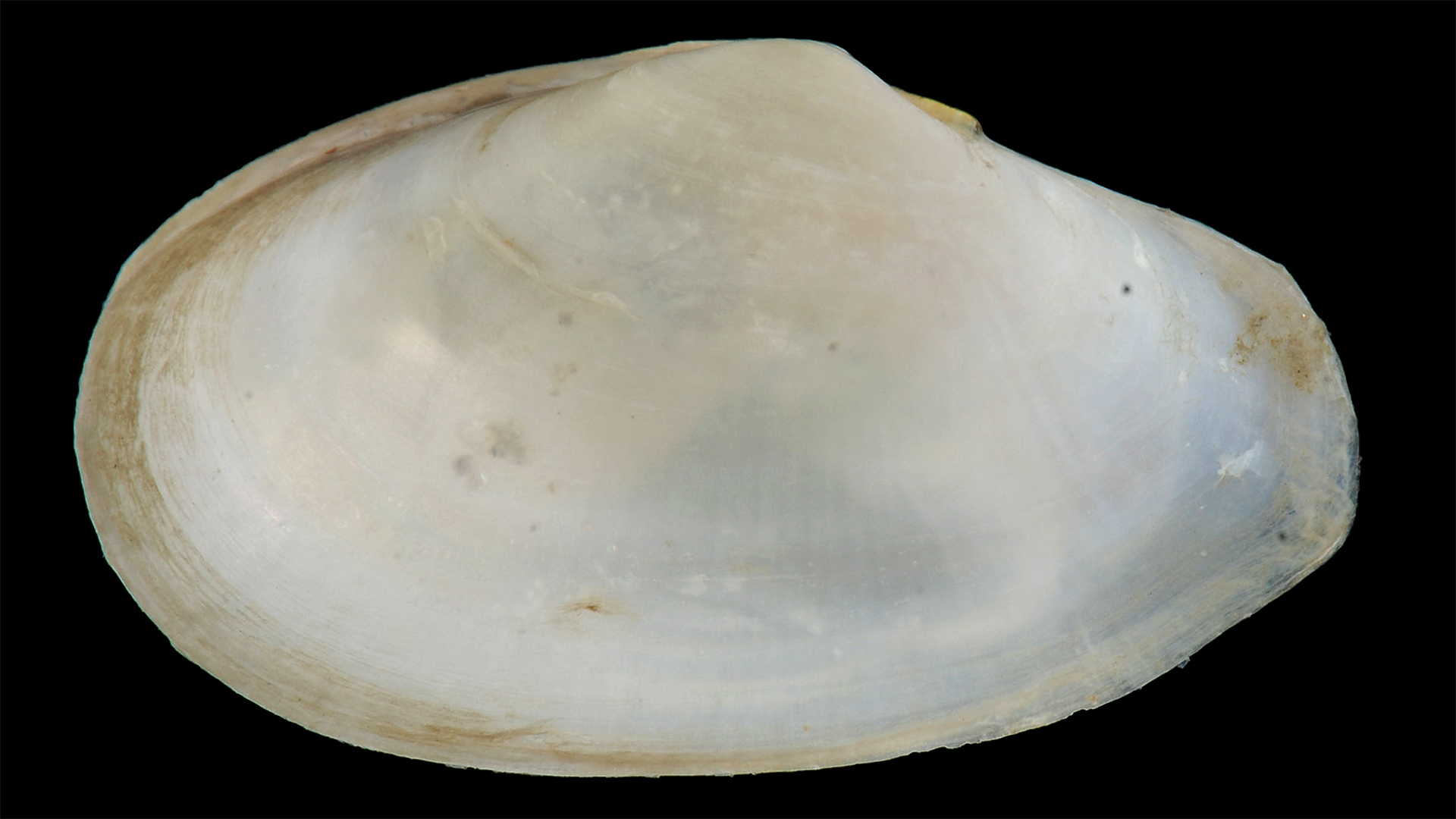Macoploma tenta (Say, 1838)