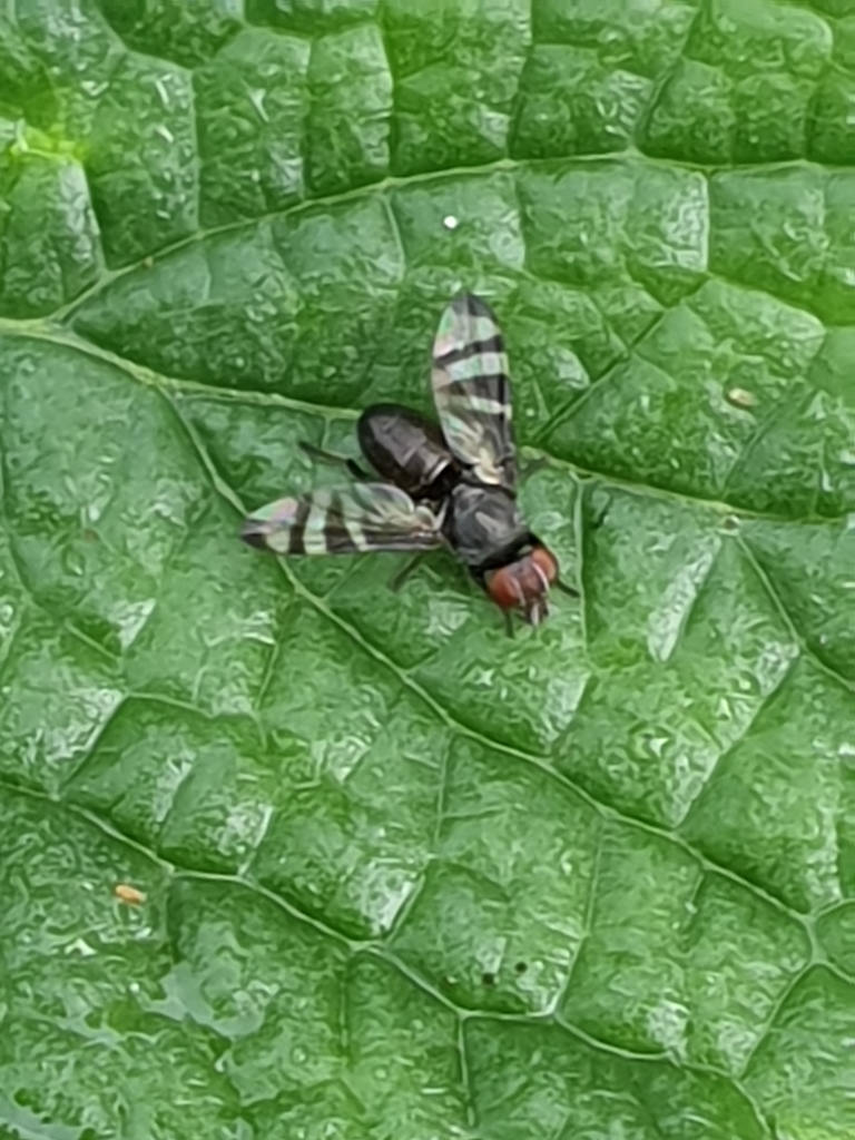 Rivellia from Moreleta Kloof Nature Reserve on December 31, 2020 at 06: ...