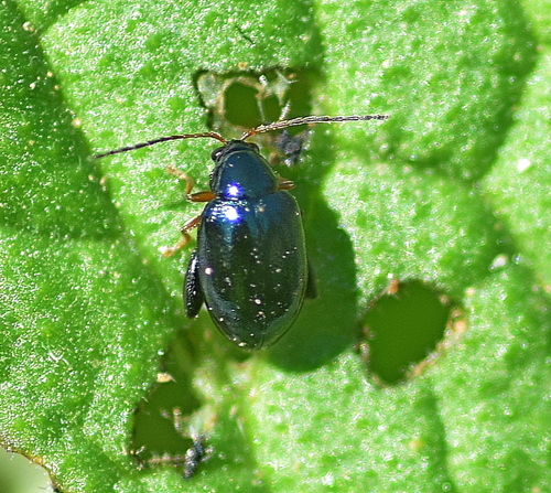 Longitarsus linnaei · iNaturalist