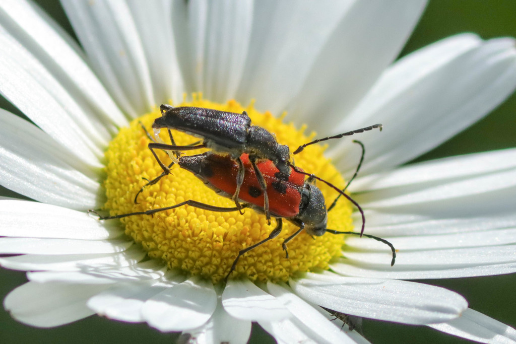 Dimorphic Flower Longhorn Beetle (Longhorn Beetles of the United States ...