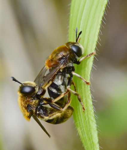 Microdon mutabilis · iNaturalist United Kingdom