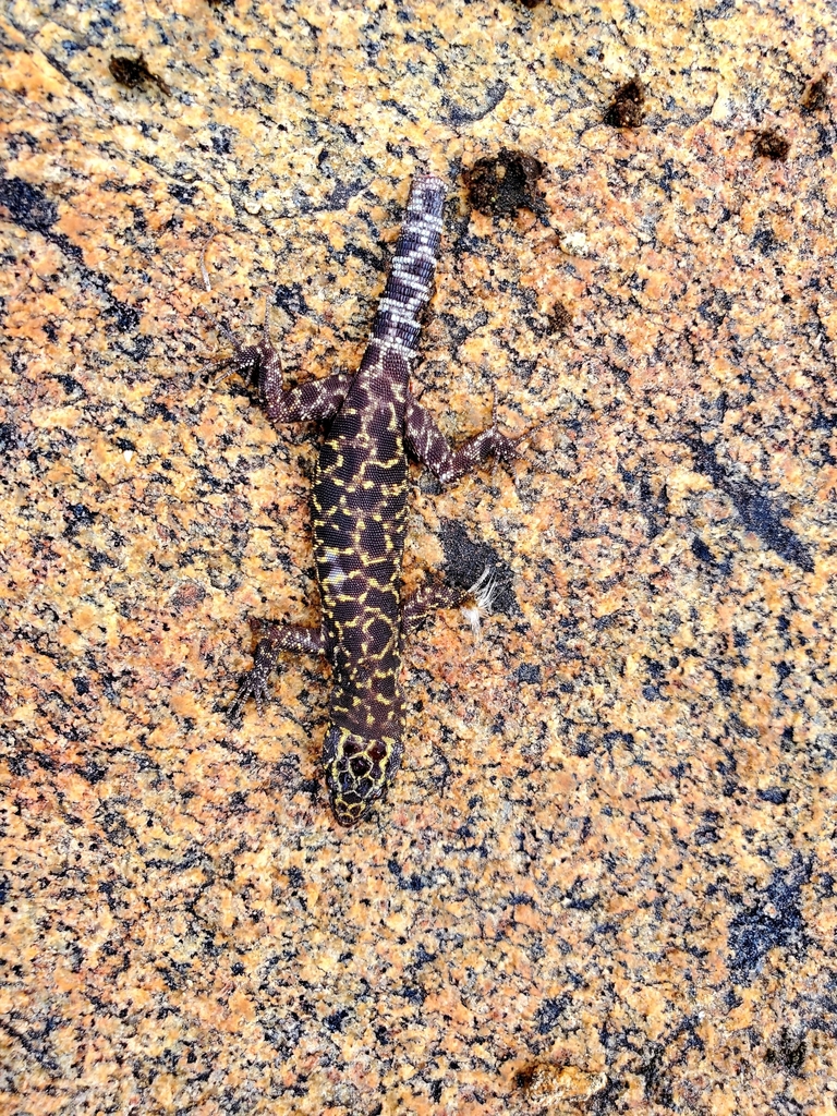 Granite Night Lizard from Santee, CA, USA on March 26, 2020 at 10:26 AM ...