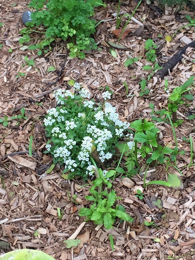 sweet alyssum from Boulevard of the Arts, Sarasota, FL, US on December ...