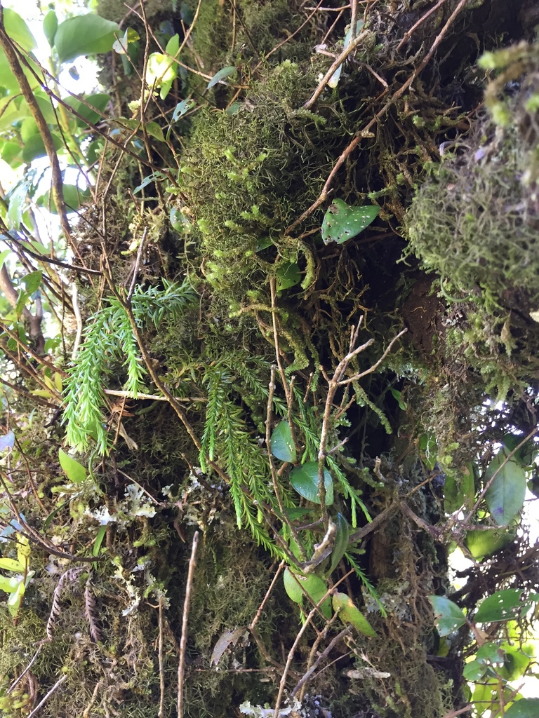Hanging Clubmoss from Waikato District, Waikato, New Zealand on January ...