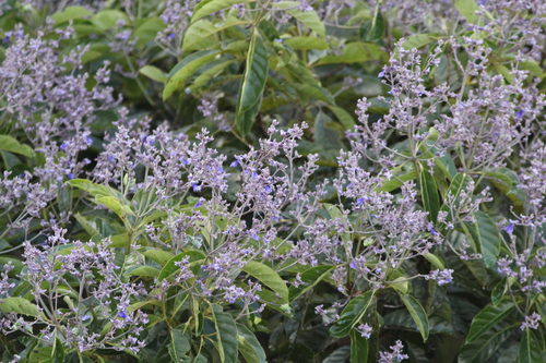 Genus Erisma · iNaturalist