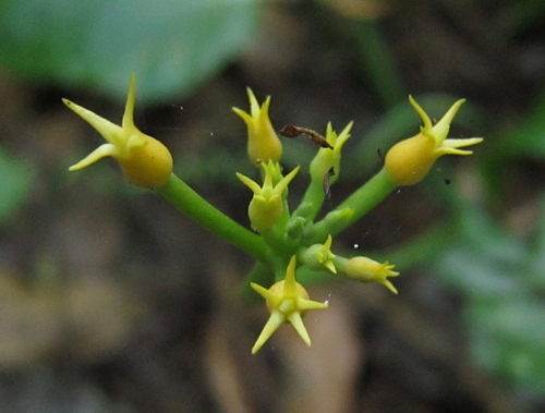Gurania acuminata · iNaturalist