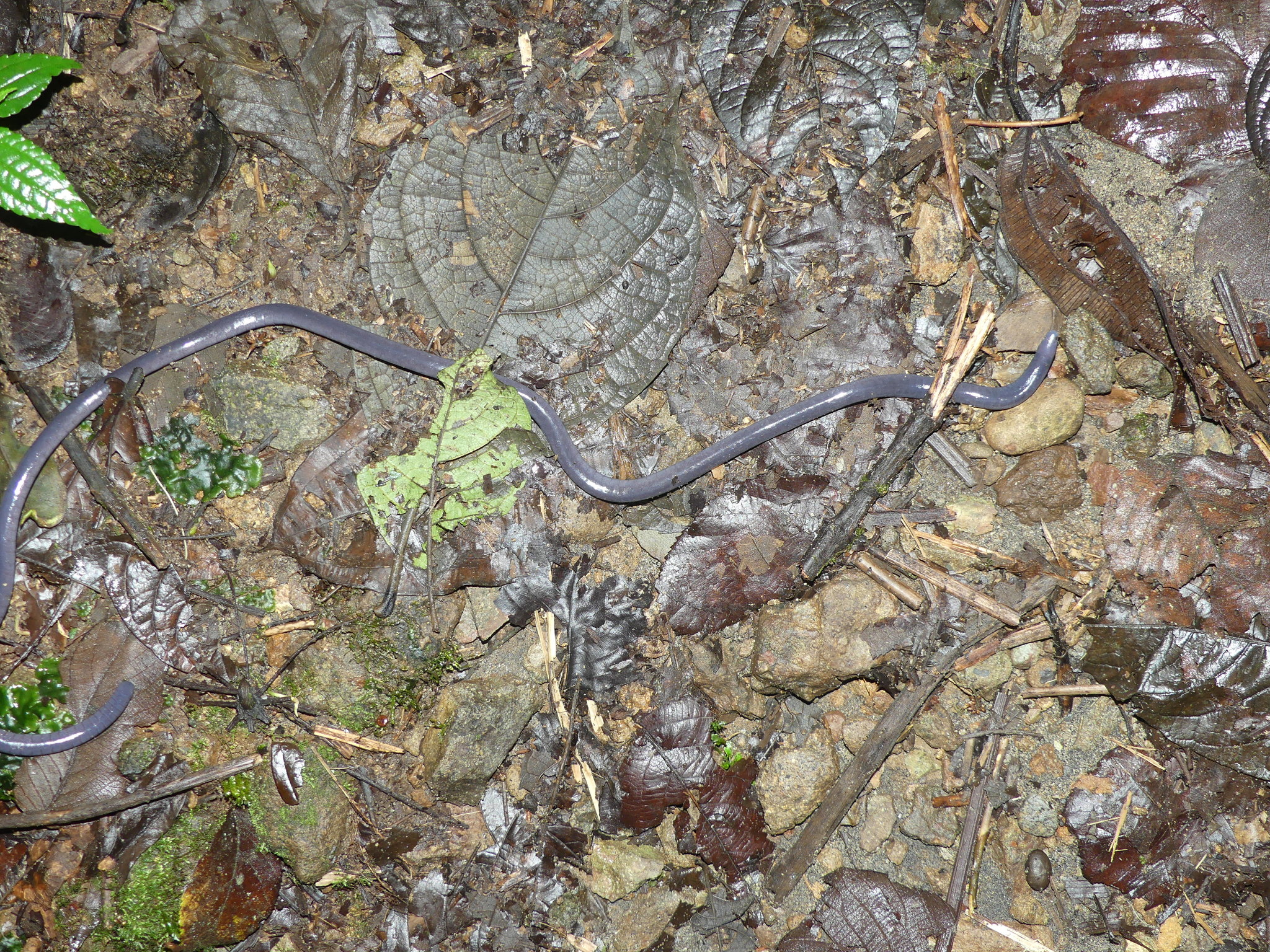 Caecilia Linnaeus, 1758
