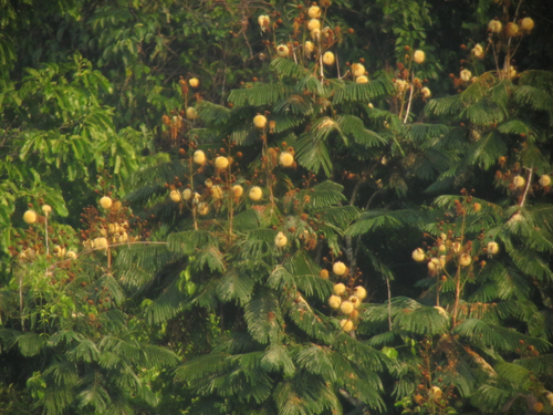Parkia multijuga · iNaturalist