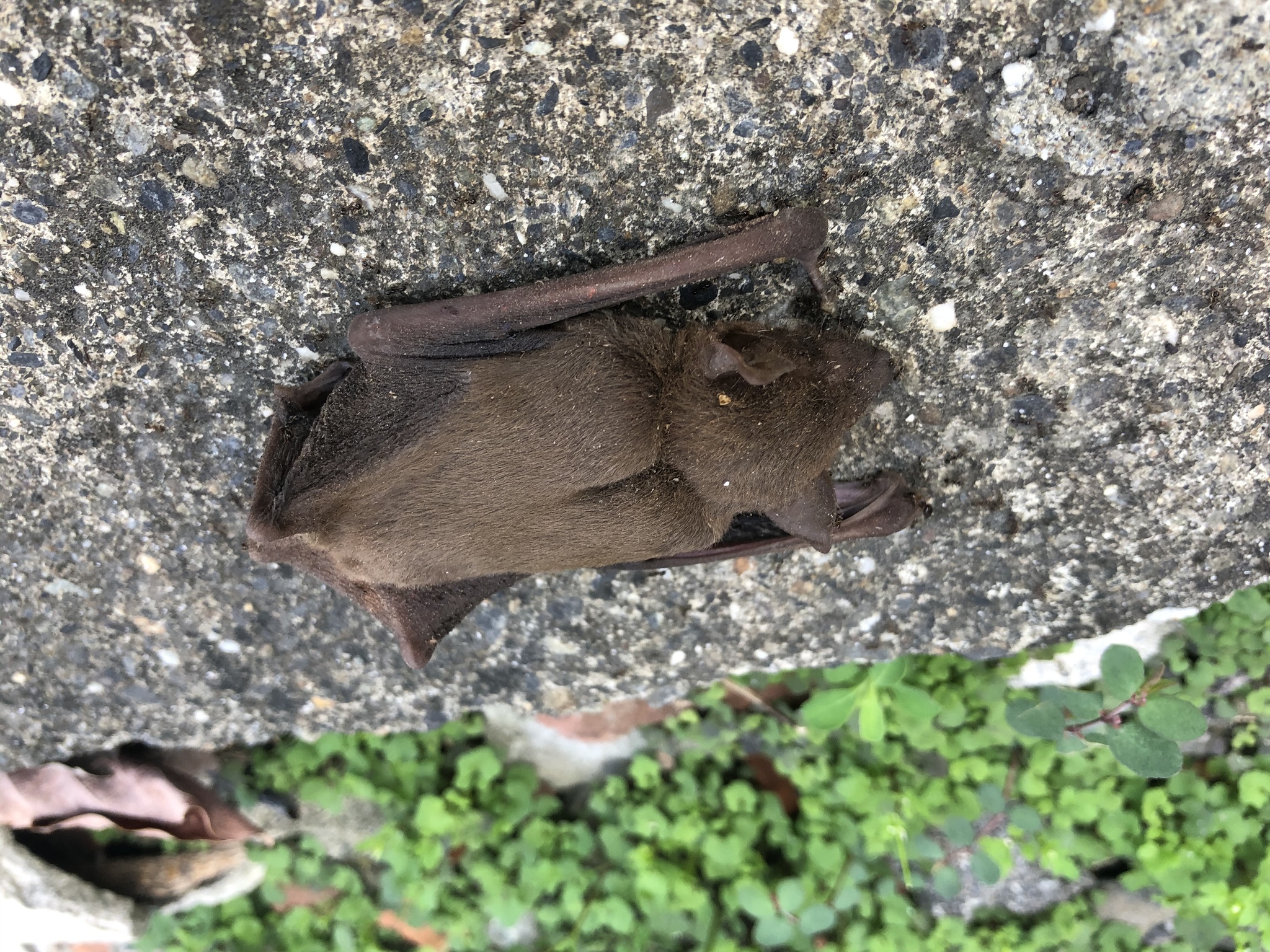 Scotophilus kuhlii Leach, 1821