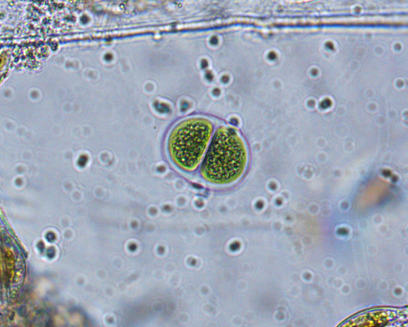 Chroococcus turgidus (Kütz.) Nägeli