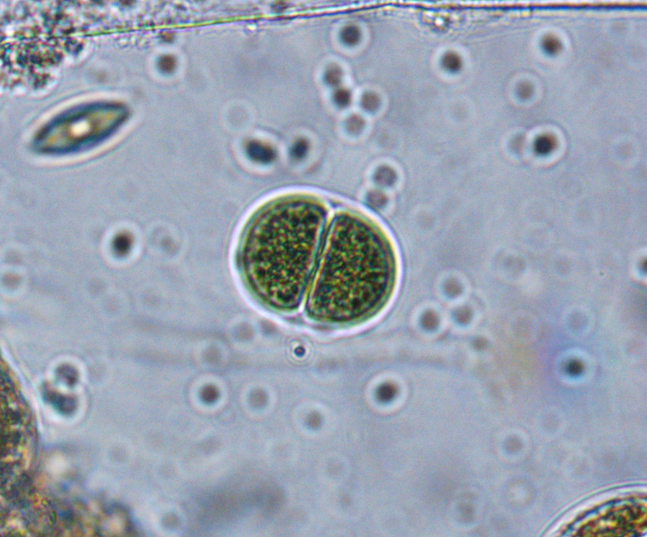 Chroococcus turgidus (Kütz.) Nägeli
