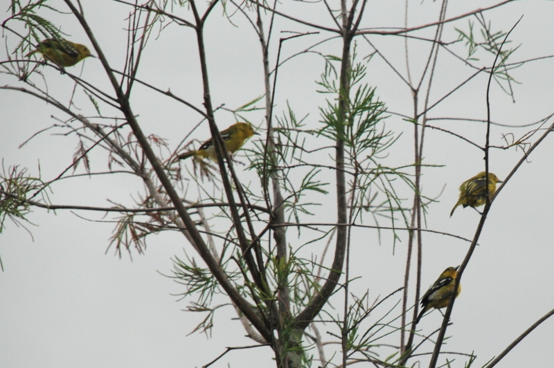 Common Iora (Birds of Singapore) · iNaturalist