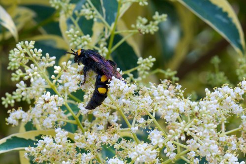 Scolia flavifrons · iNaturalist