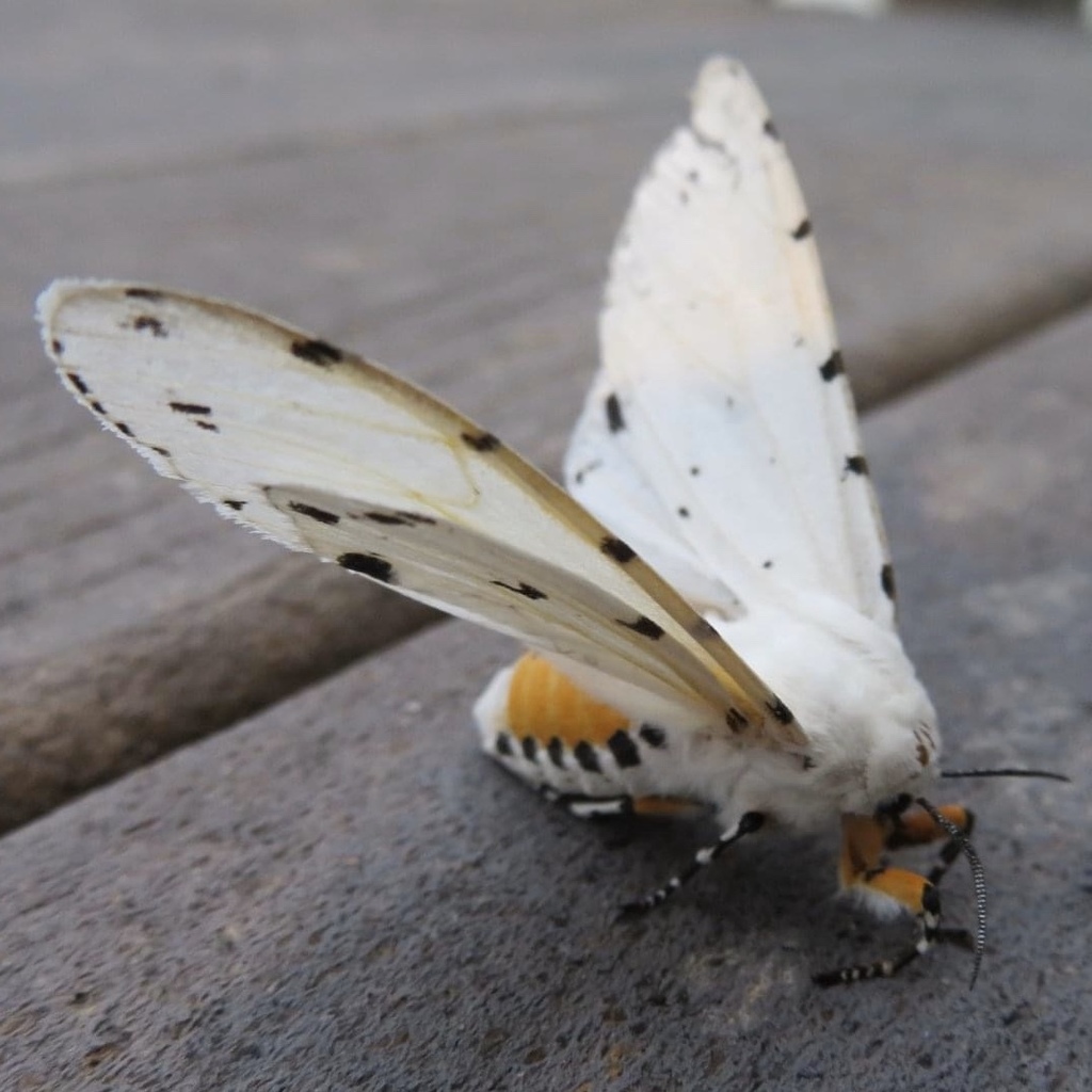 Salt Marsh Moth from padre island national seashore, turtle lab on ...
