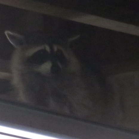 Common Raccoon from padre island national seashore, turtle lab on April ...