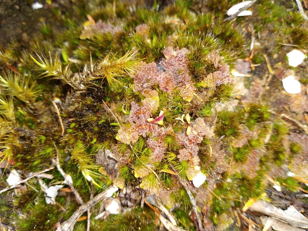 Herzogianthus vaginatus from Coromandel State Forest Park, NZ-WK-TC, NZ ...