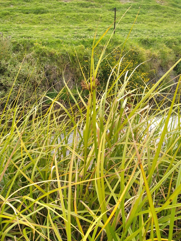 Marsh club-rush from Thames-Coromandel, NZ-WK, NZ on January 2, 2021 at ...