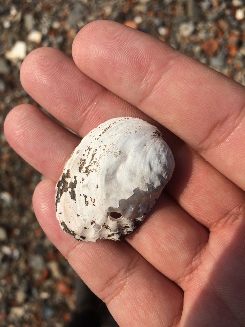 Lamprotula Simpson, 1900