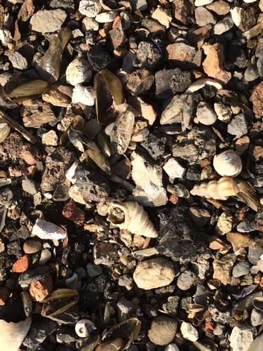 Parafossarulus sinensis · iNaturalist