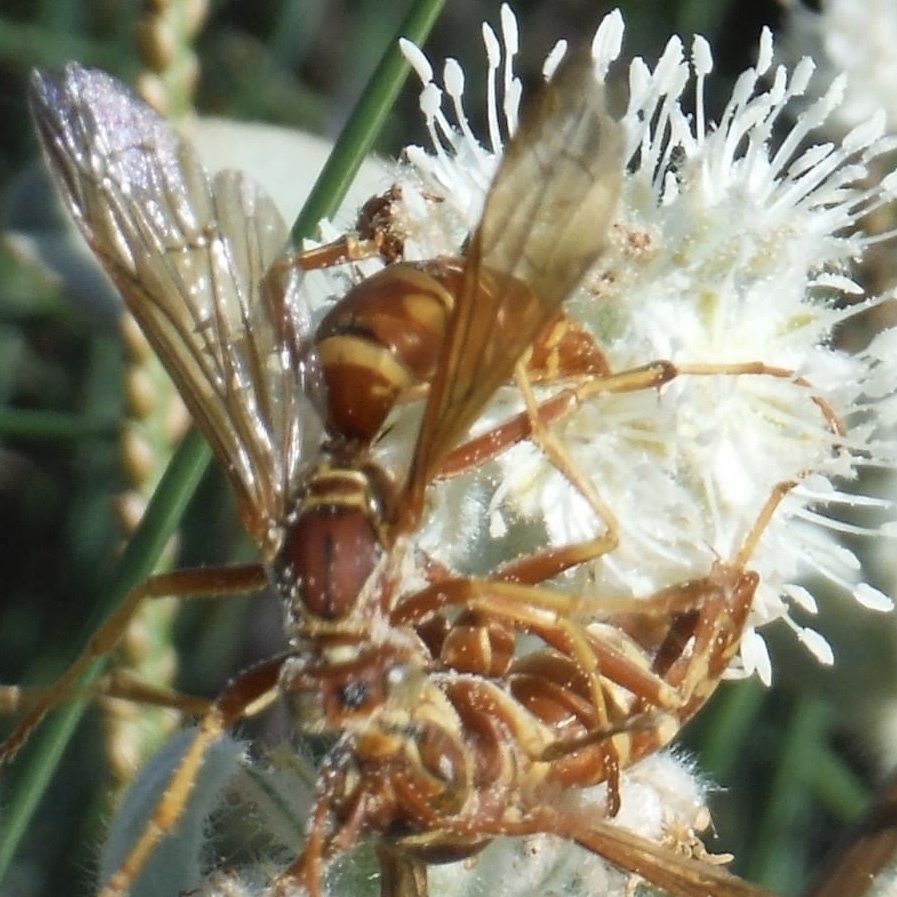 Apache Paper Wasp from padre island national seashore, turtle lab on ...