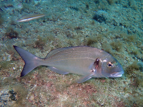 Σπάρος (Sparus)