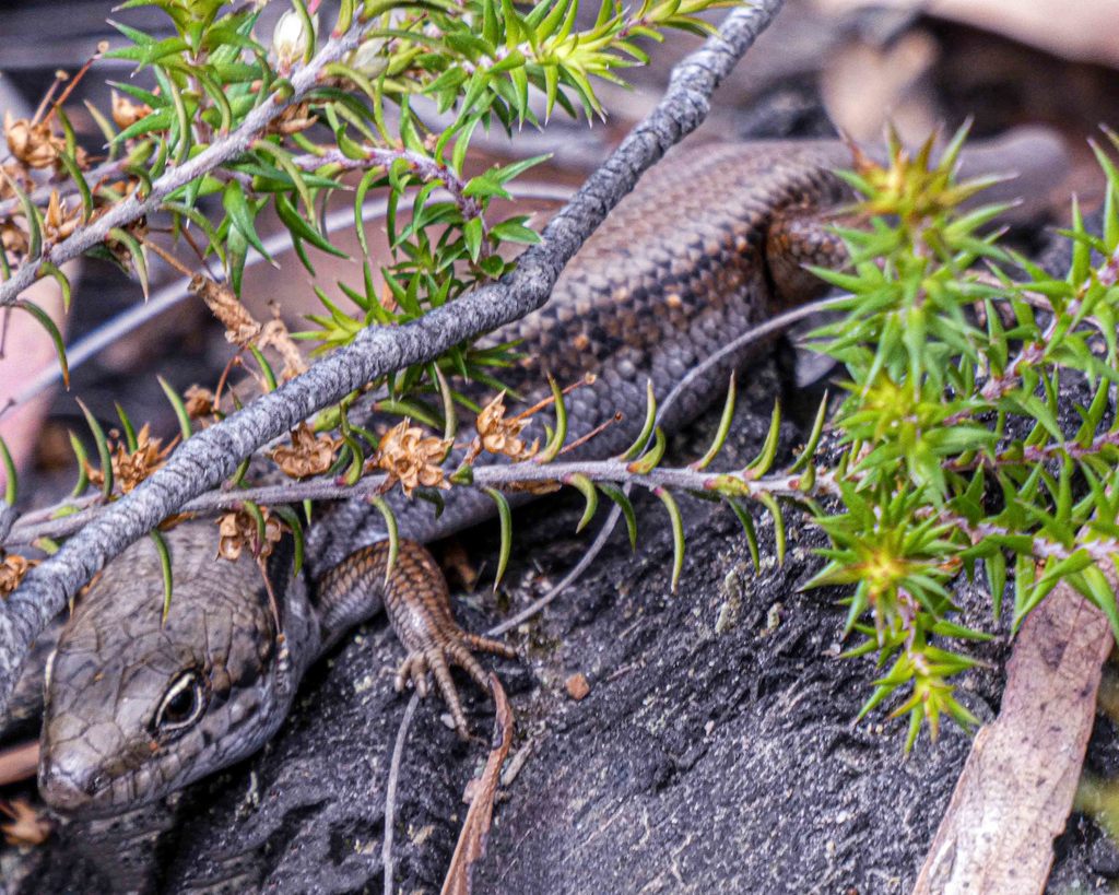 Montane Rock Skink from Blackwood VIC 3458, Australia on January 1 ...
