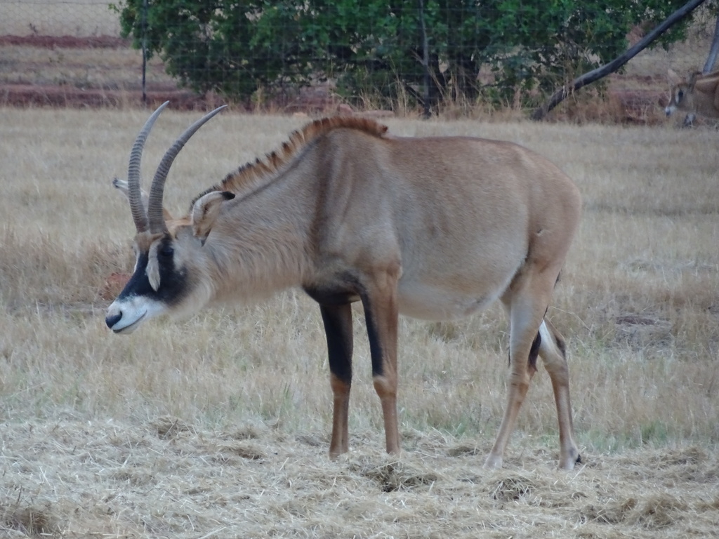 Roan Antelope from Lobamba, Swaziland on August 30, 2017 at 04:03 PM by ...