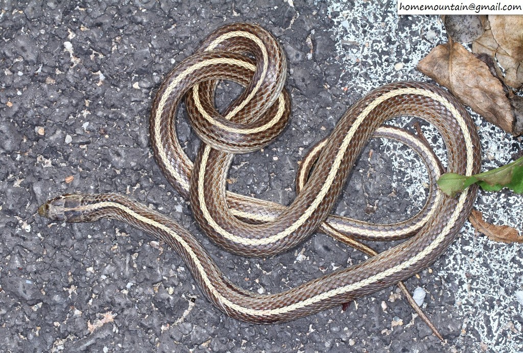 Slender Racer from 中國河北省承德市興隆縣 on September 27, 2020 at 09:16 PM by ...