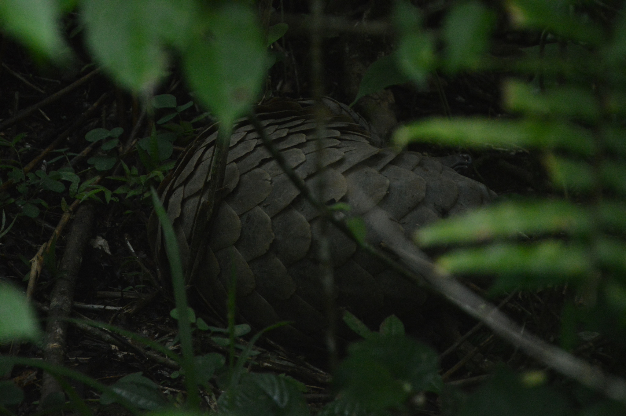 Manis gigantea Illiger, 1815