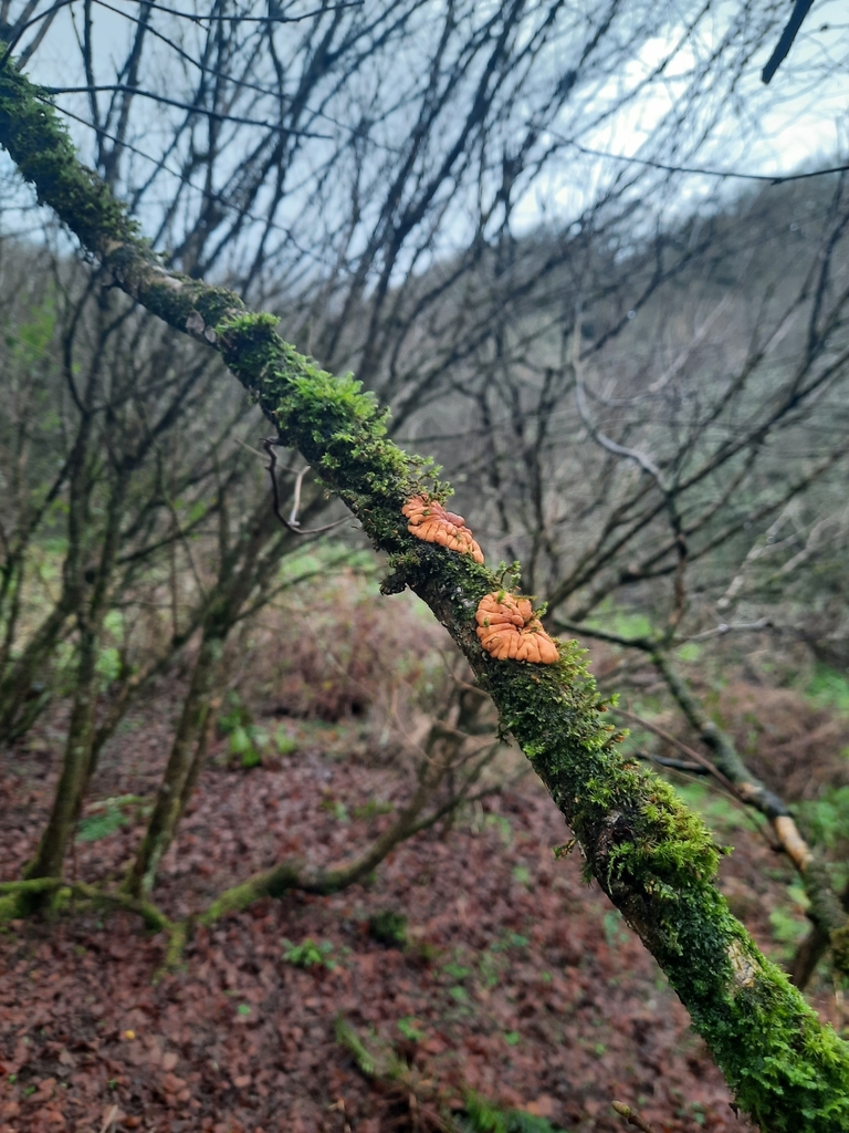 Hazel Gloves from Dunmere Rd, Bodmin PL31 2QL, UK on January 02, 2021 ...