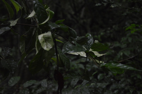 Rothmannia lateriflora · iNaturalist