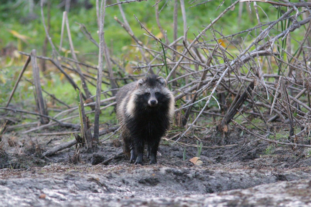 Mainland Raccoon Dog in October 2020 by Алина Урусова · iNaturalist