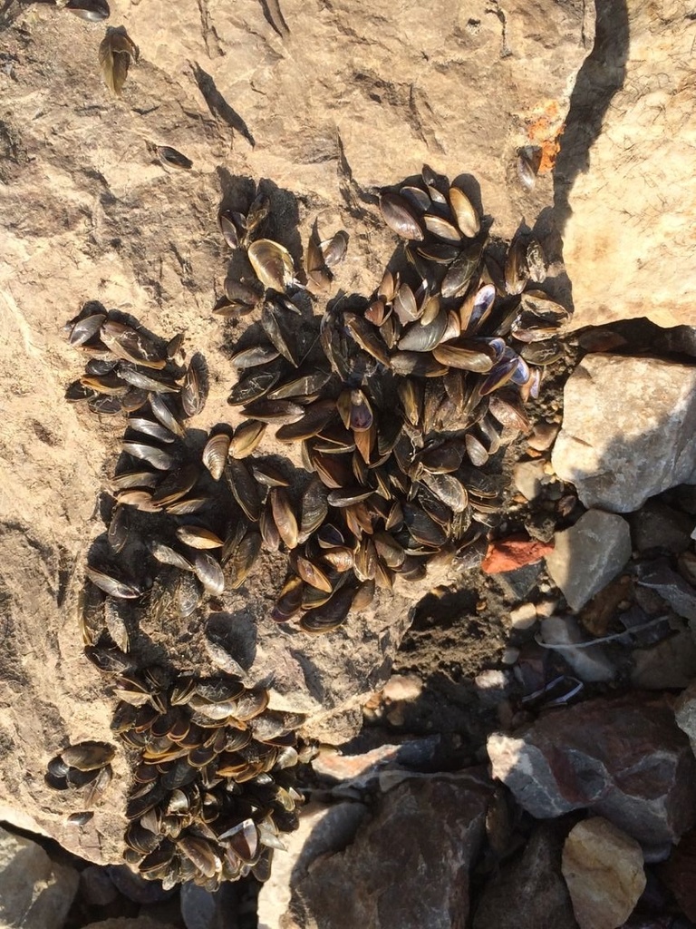 Golden Mussel from 江滩, 武汉市, 湖北省, CN on January 2, 2021 at 03:24 PM by ...