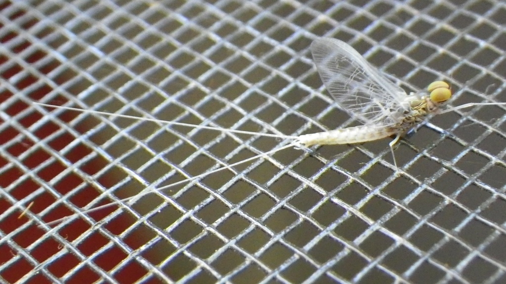 Small Mayflies from Cliff-Cannon, Spokane, WA on August 28, 2014 at 08: ...