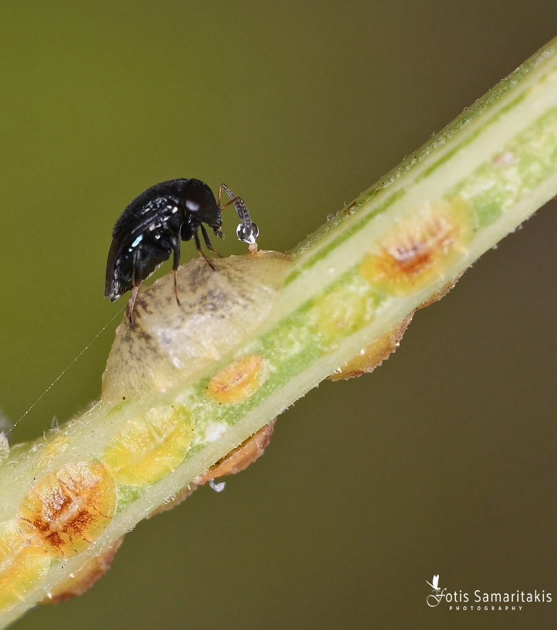 Coccus hesperidum Linnaeus, 1758