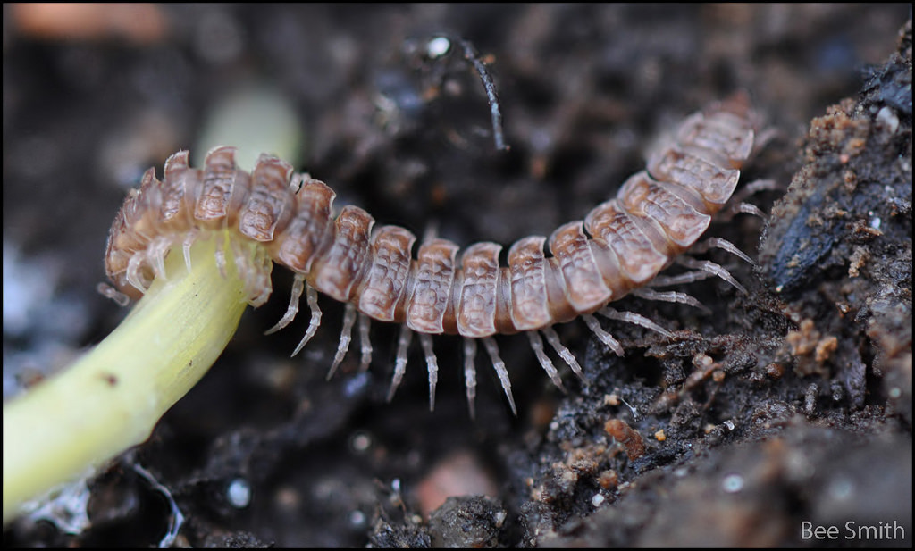 Common Flat-backed Millipede (Invertebrates of Mt. Tabor) · iNaturalist