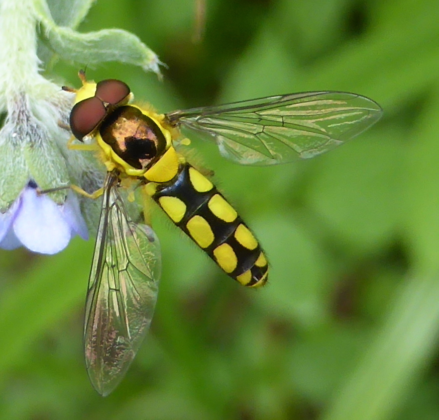 Allograpta calopus from Westdene, Benoni, 1501, South Africa on January ...