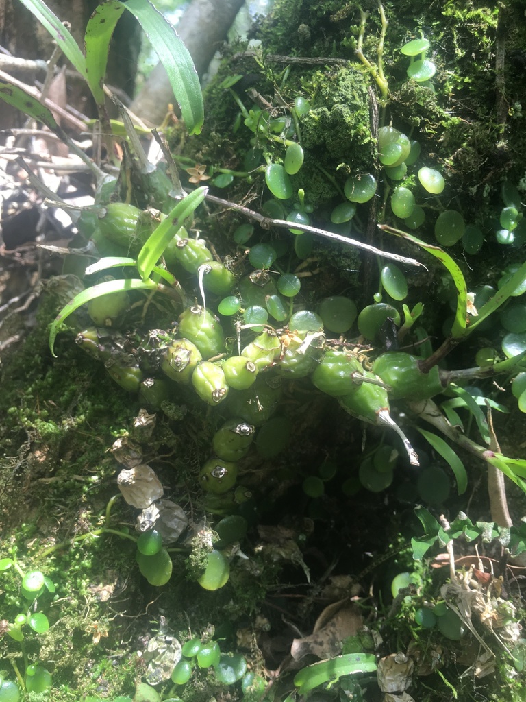 White Snout Orchid from Tree Dassie Trail, EC, ZA on January 1, 2021 at ...