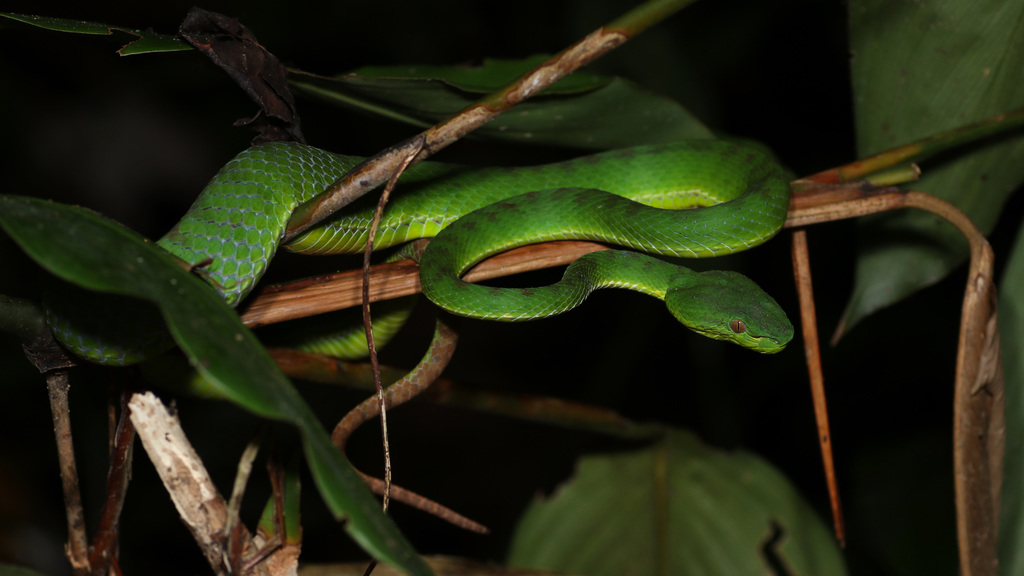Trimeresurus sabahi buniana (Craspedocephalus,Trimeresurus and ...