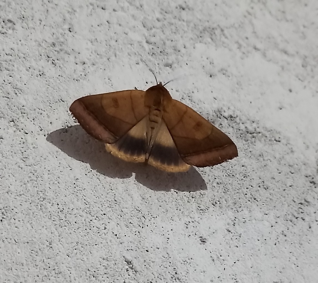 Erebinae from Lakhicherra Khasia Punjee, Assam, India on December 31 ...