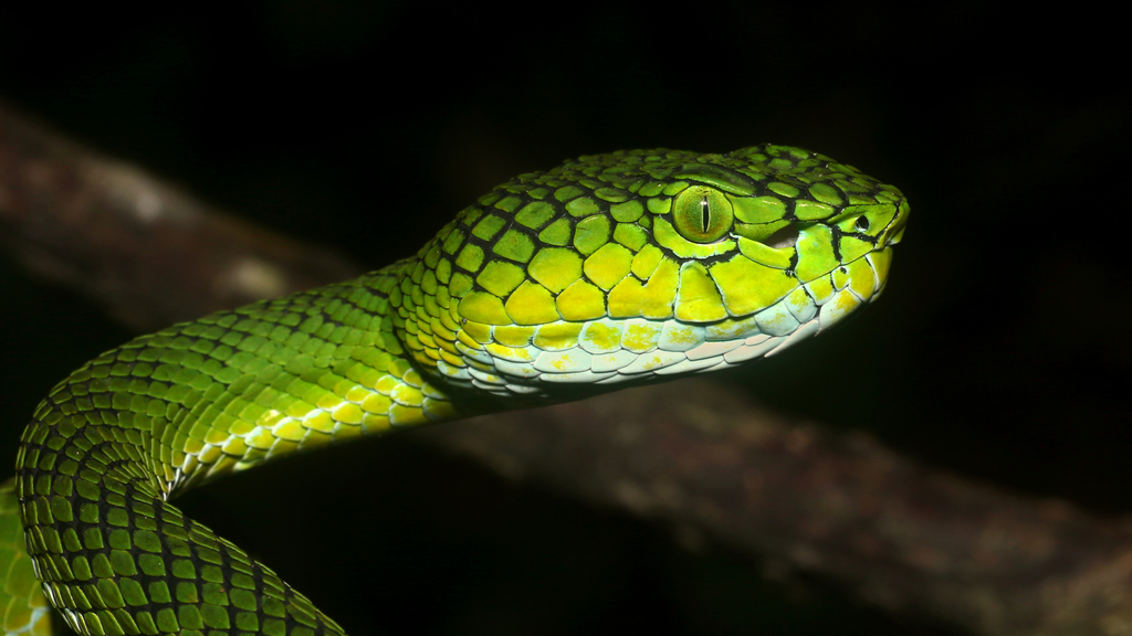 (Trimeresurus gunaleni) - Snakes and Lizards
