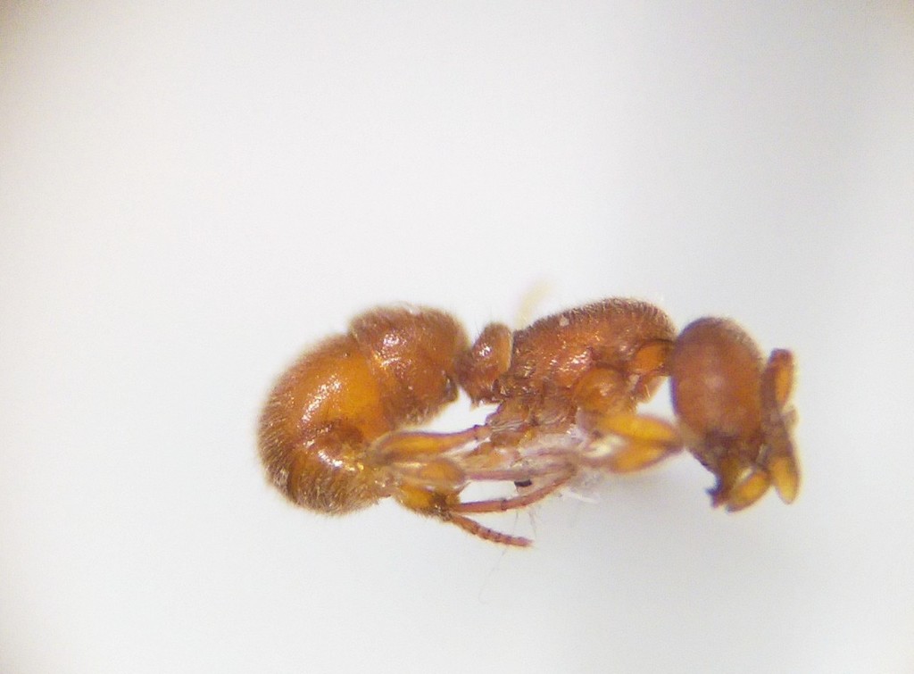 Proceratium croceum (Ants of Florida) · iNaturalist