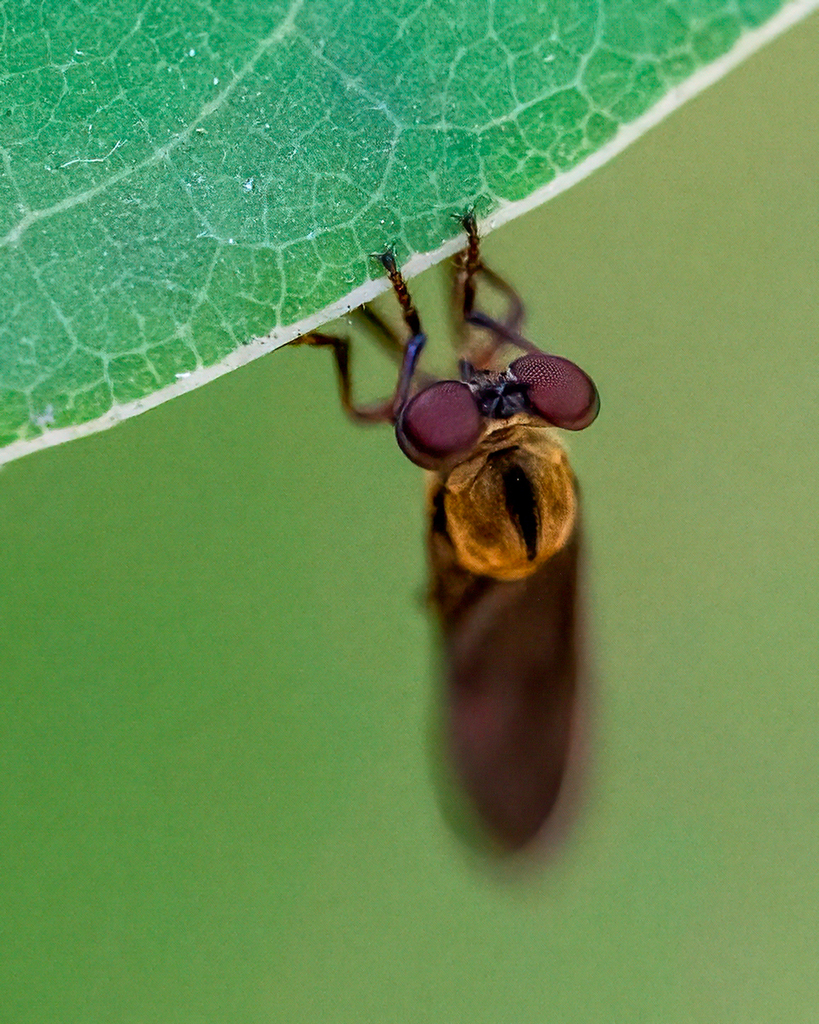 Gnat Ogres from Lago Norte, Brasília - DF, 70297-400, Brasil on ...