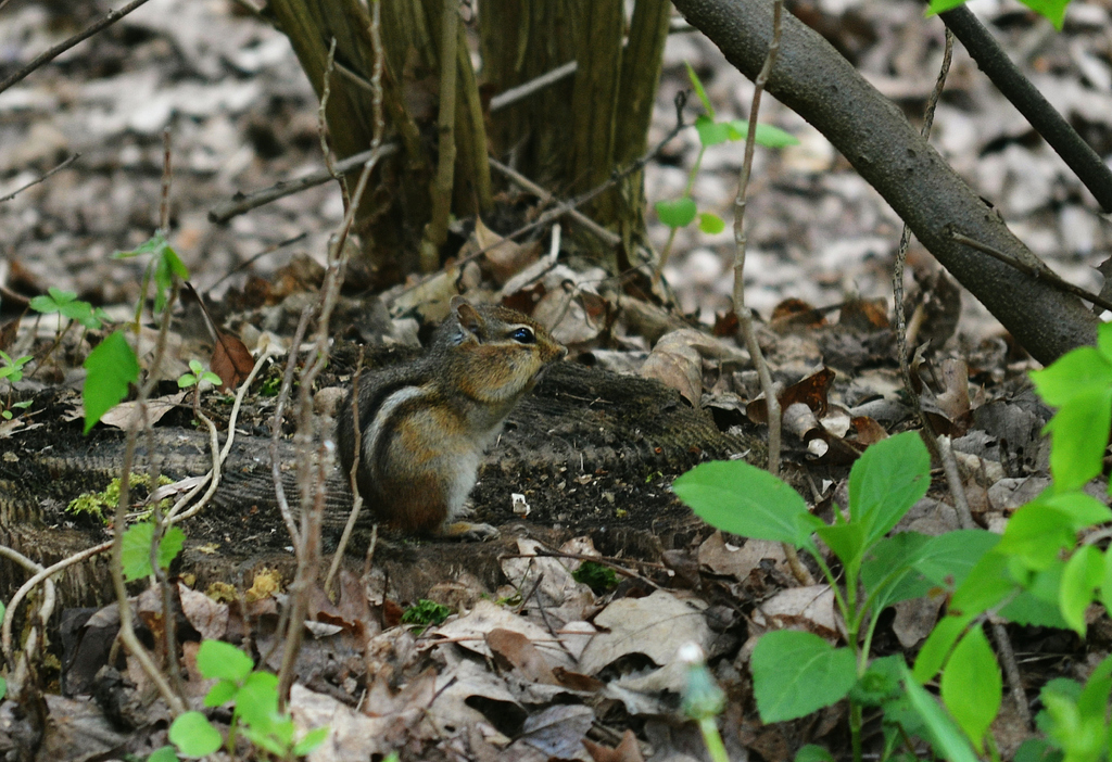Eastern Chipmunk from Sand Run Metro Park on April 30, 2012 by Tim Hite ...