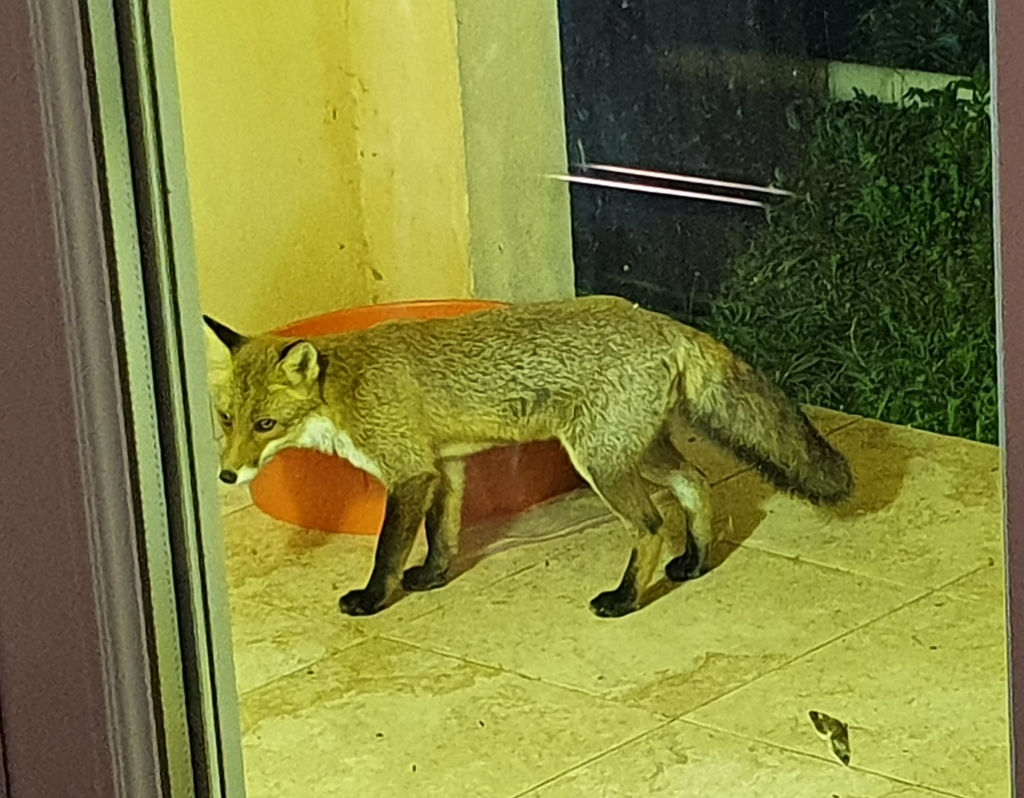 Sardinian Red Fox (Vulpes vulpes ichnusae) - Know Your Mammals